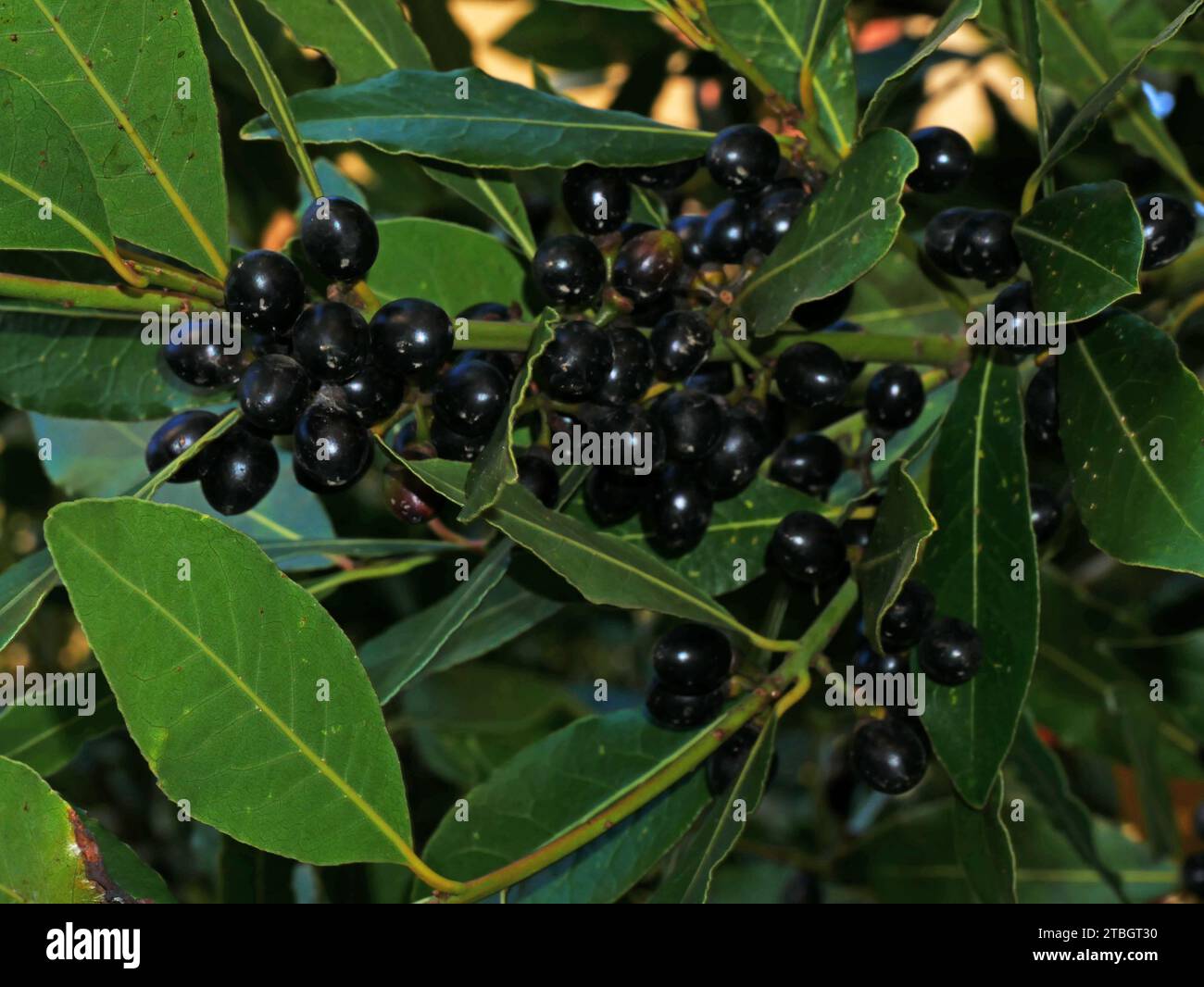 Green laurel fruit hi-res stock photography and images - Alamy