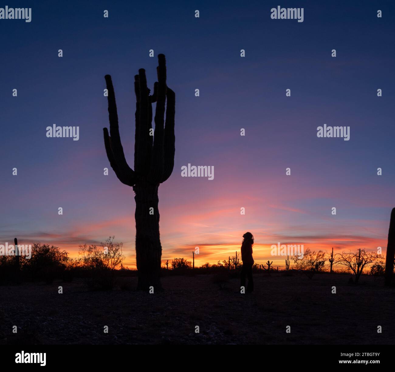 The silhouettes of a giant Saguaro Cactus and a female at a sunset in ...