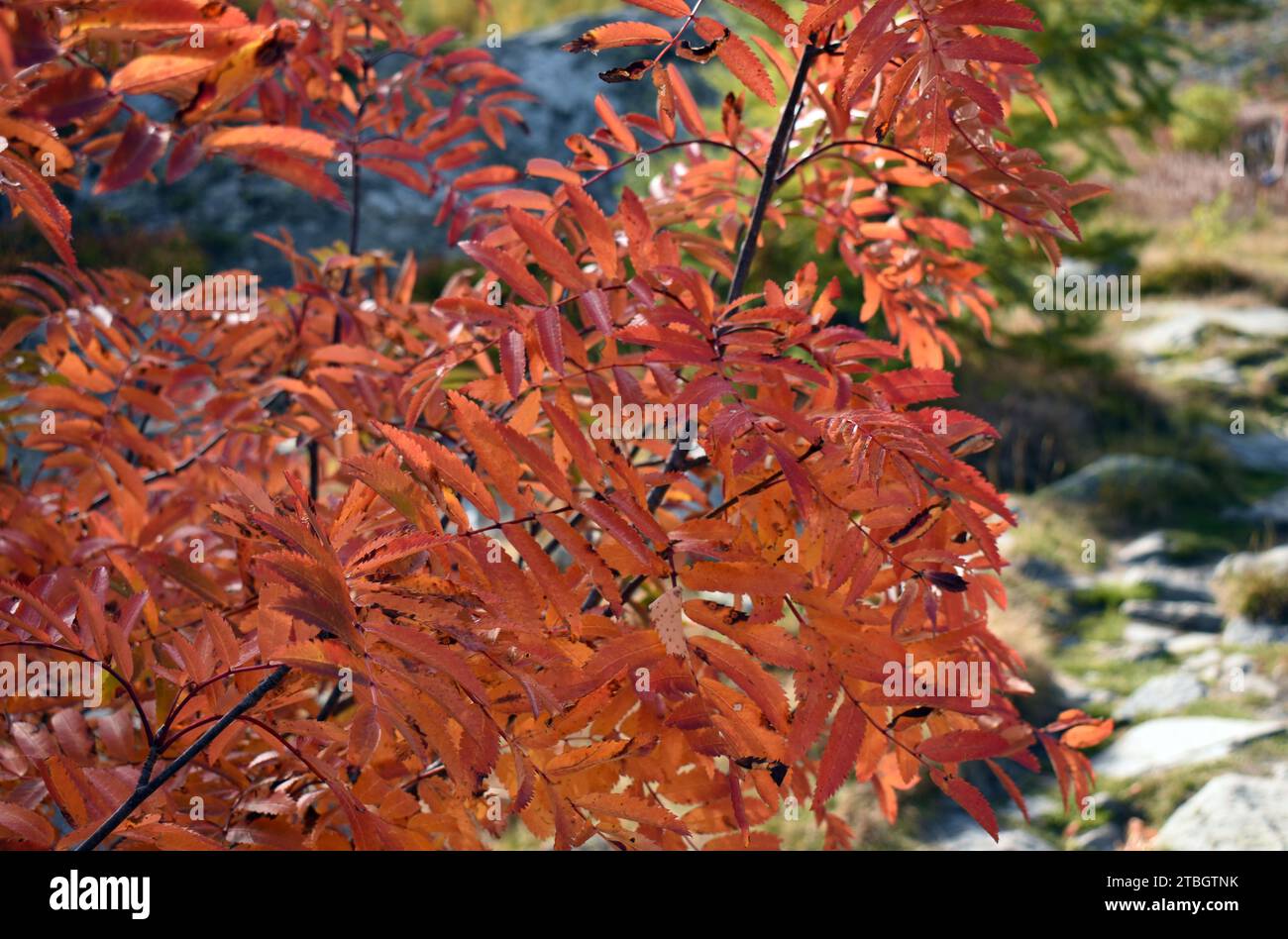 Morgex, Aosta Valley, Italy. Colors of nature Stock Photo - Alamy