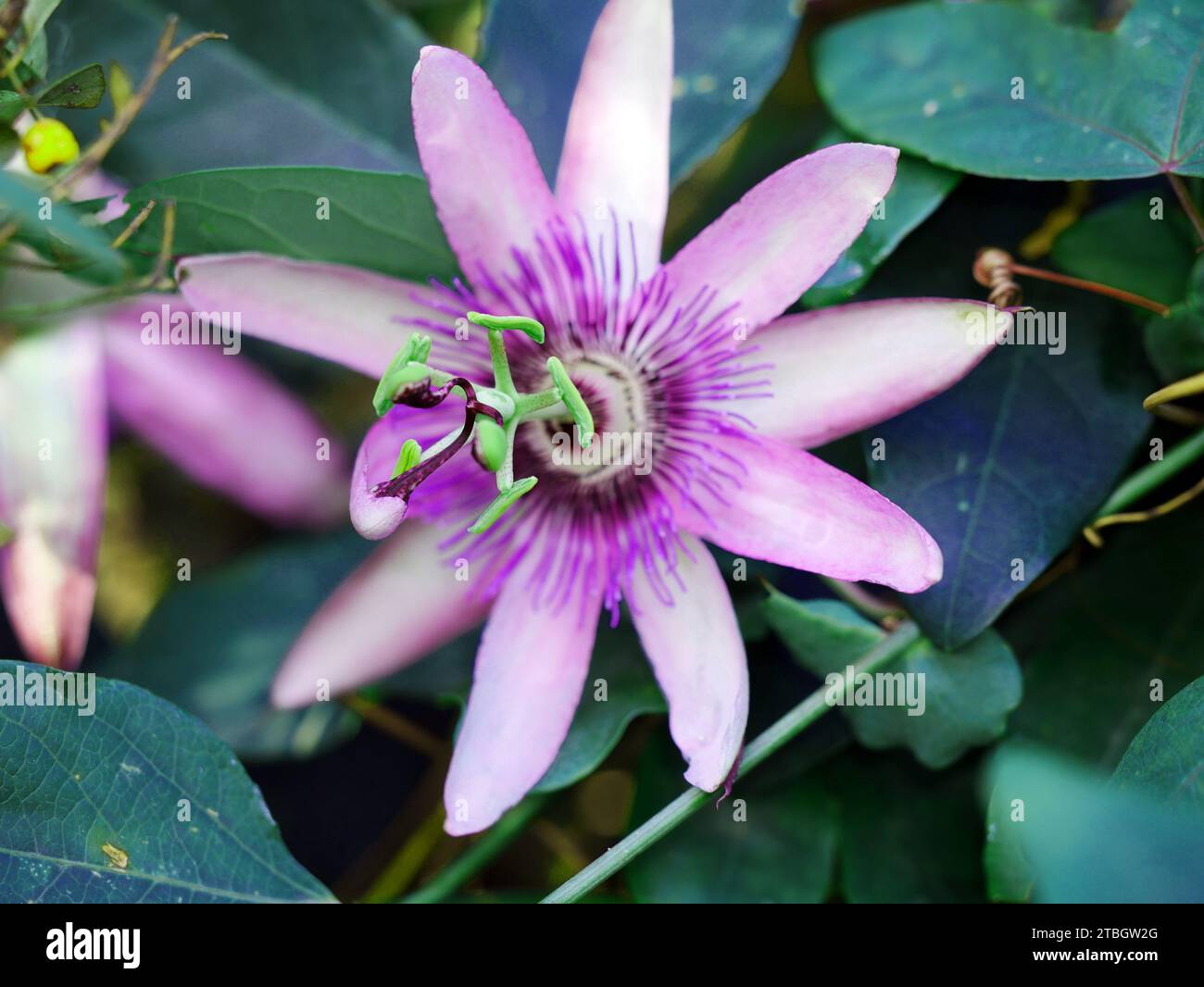 Passion-flower (passiflora edulis) close-up Stock Photo - Alamy