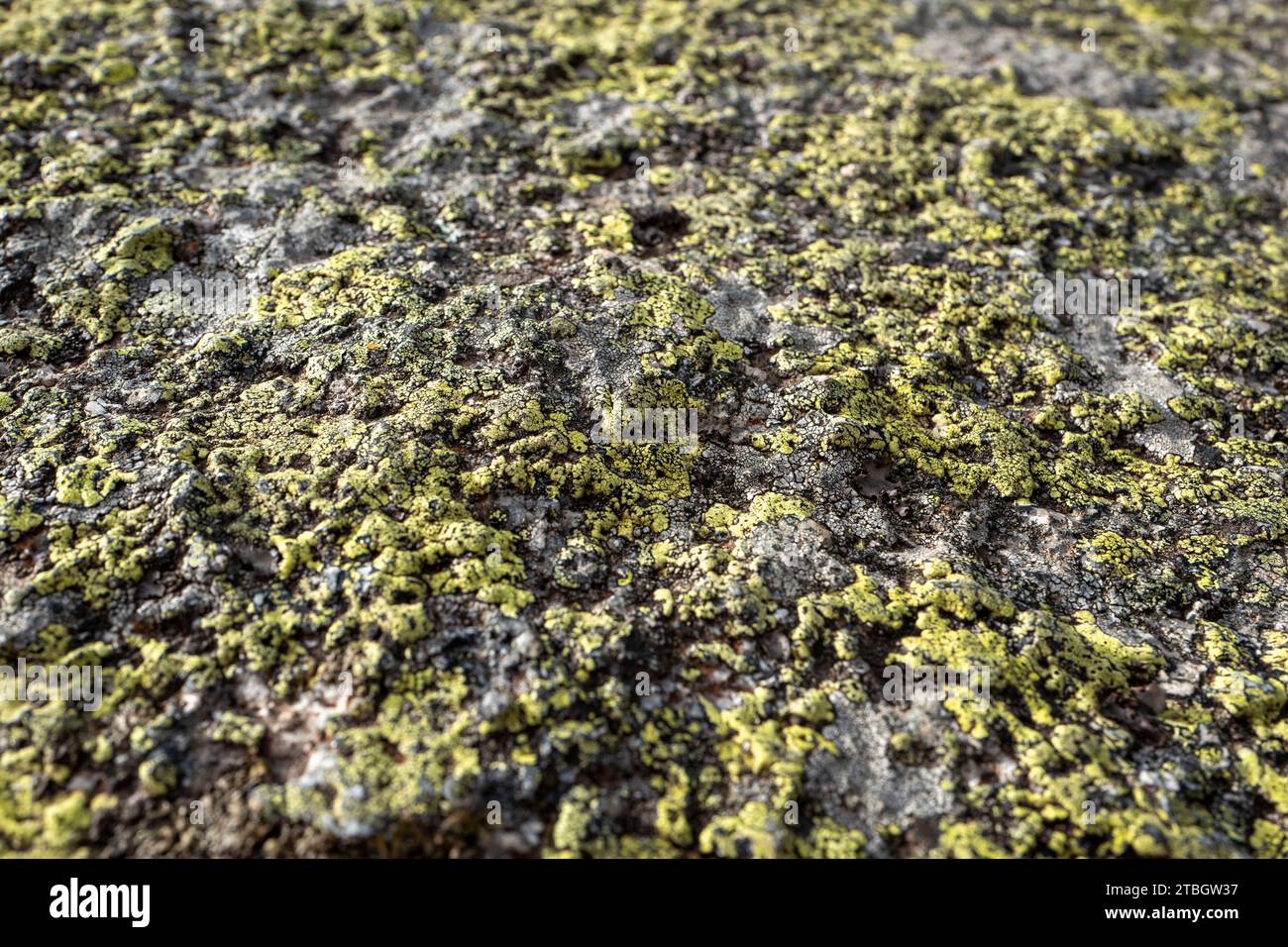 Green lichen growing on rock Stock Photo - Alamy
