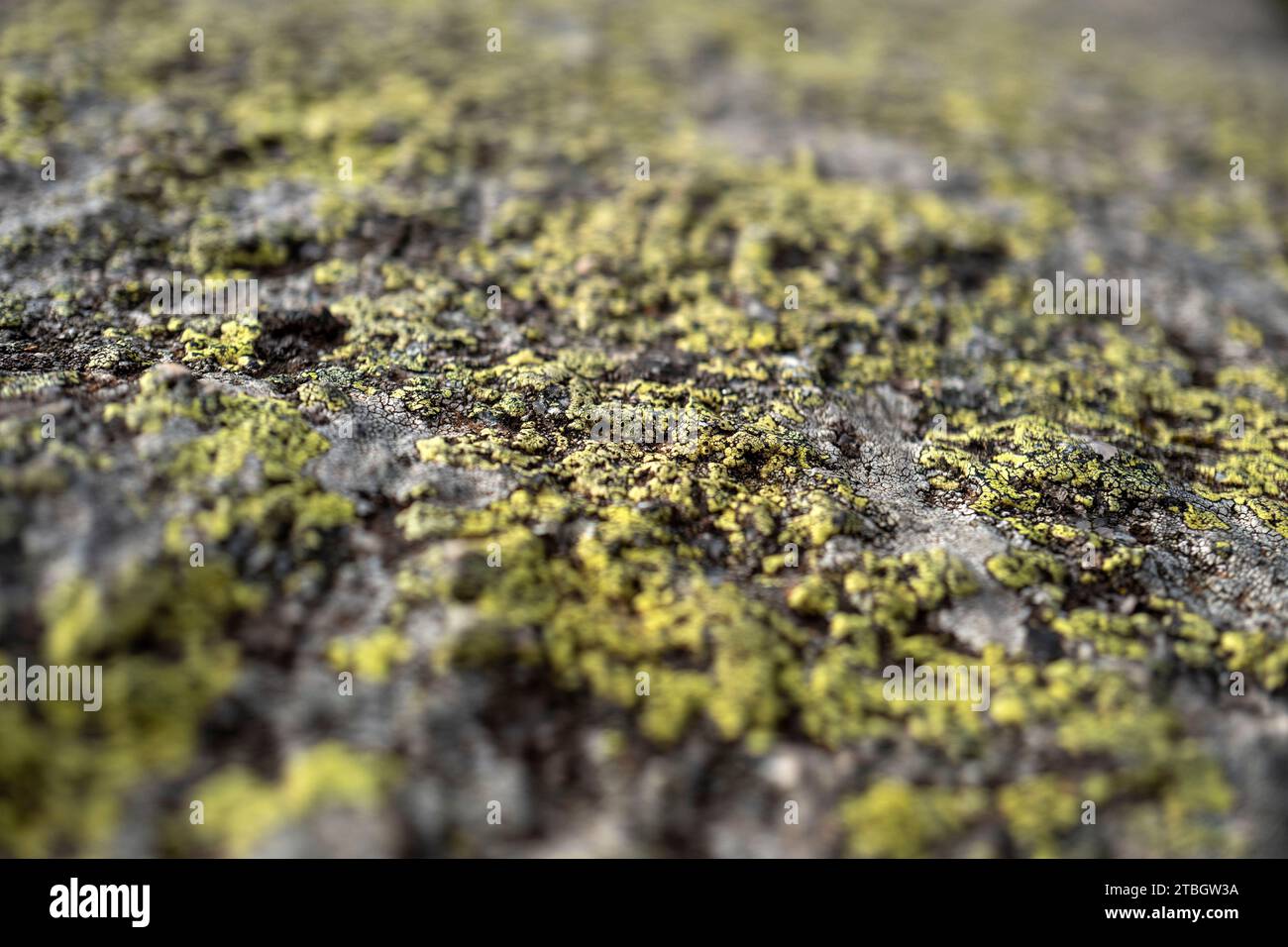 Green lichen growing on rock Stock Photo - Alamy