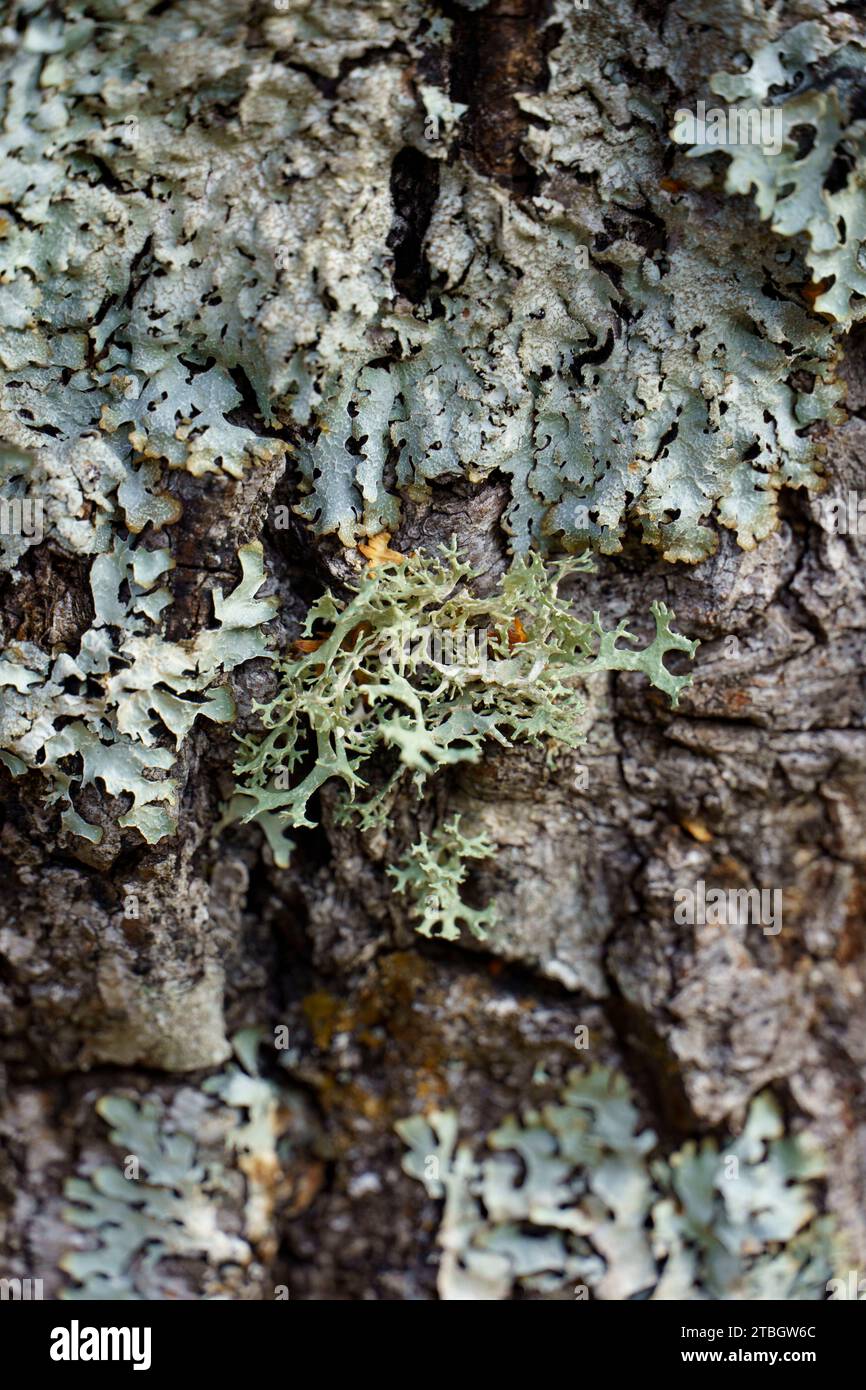 Lichen on pine tree trunk hi-res stock photography and images - Alamy