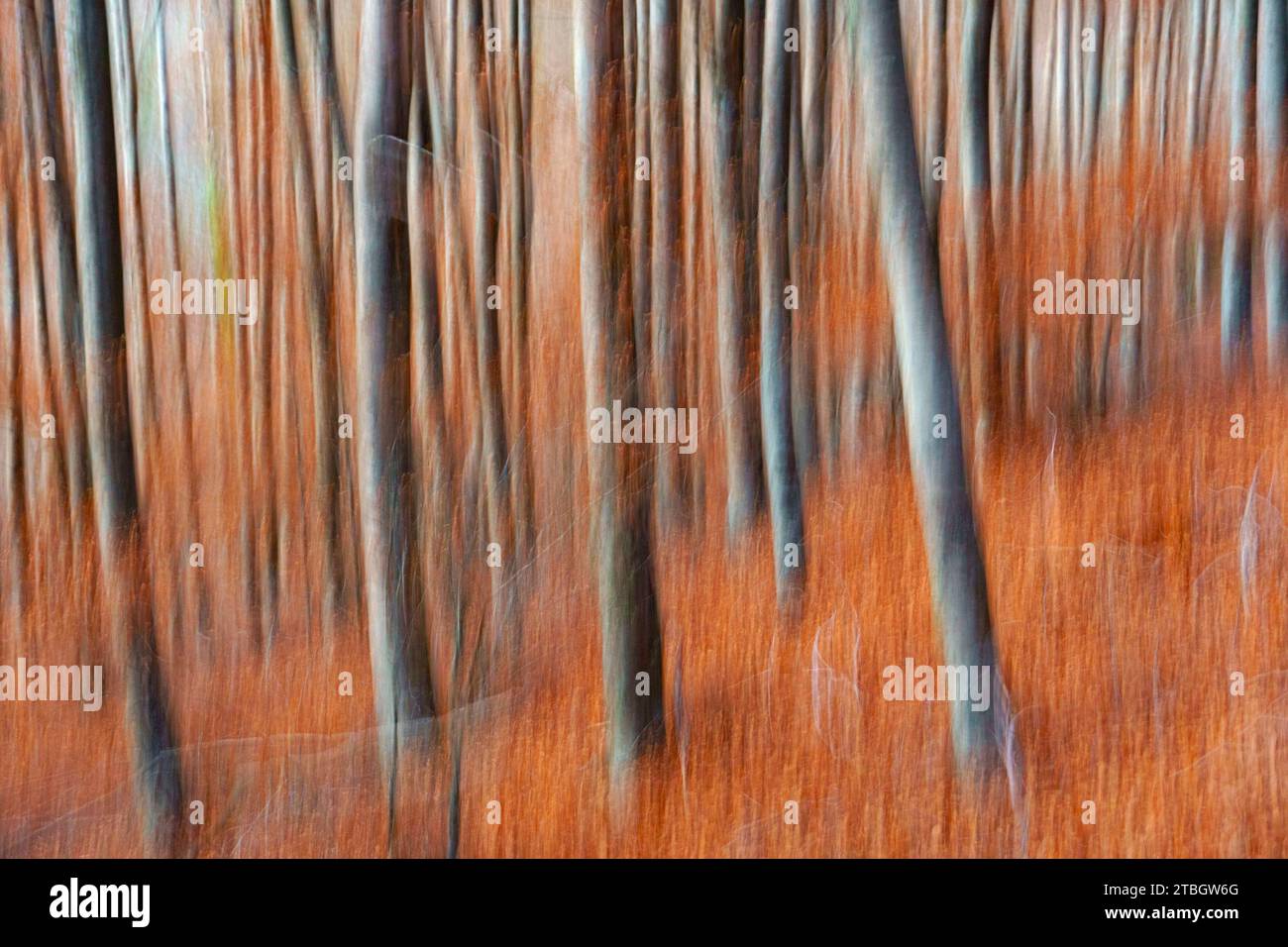 Abstract artistic vertical panning blurred photo of autumnal forest ...