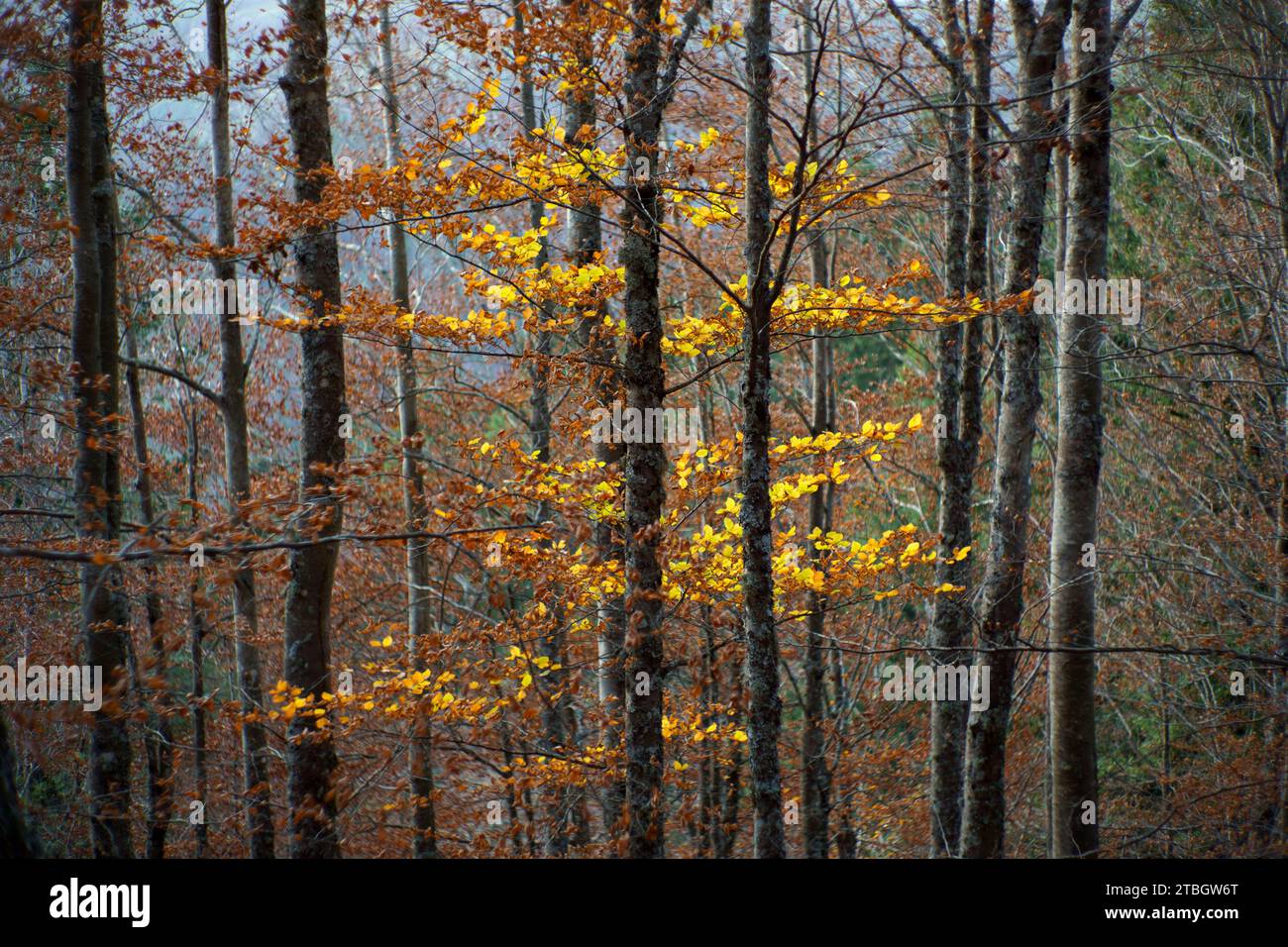 Forest trees at Rota das Faias, Manteigas, Serra da Estrela, Portugal ...