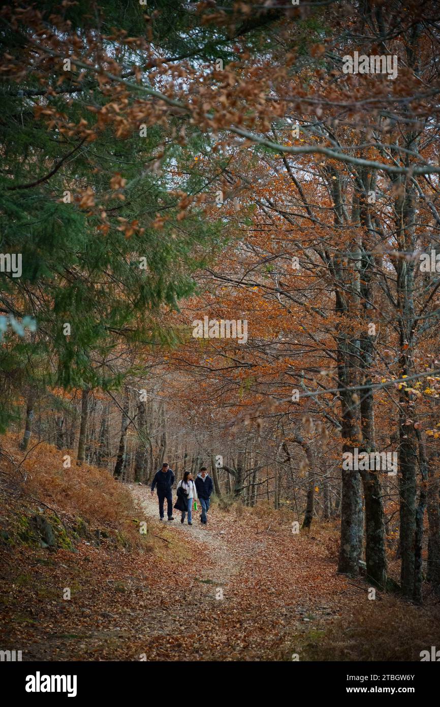 People hiking amongst trees on hi-res stock photography and images - Alamy
