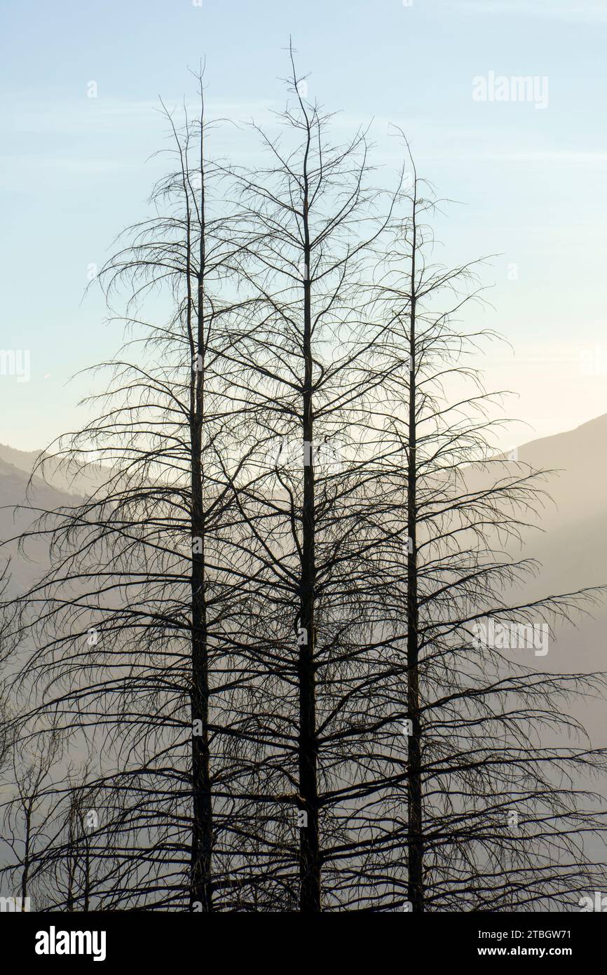 Three leafless deciduous trees side by side at Rota das Faias ...