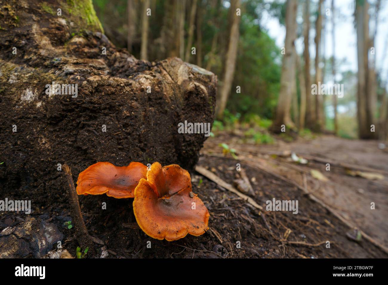 Wild mushrooms on nature hi-res stock photography and images - Alamy