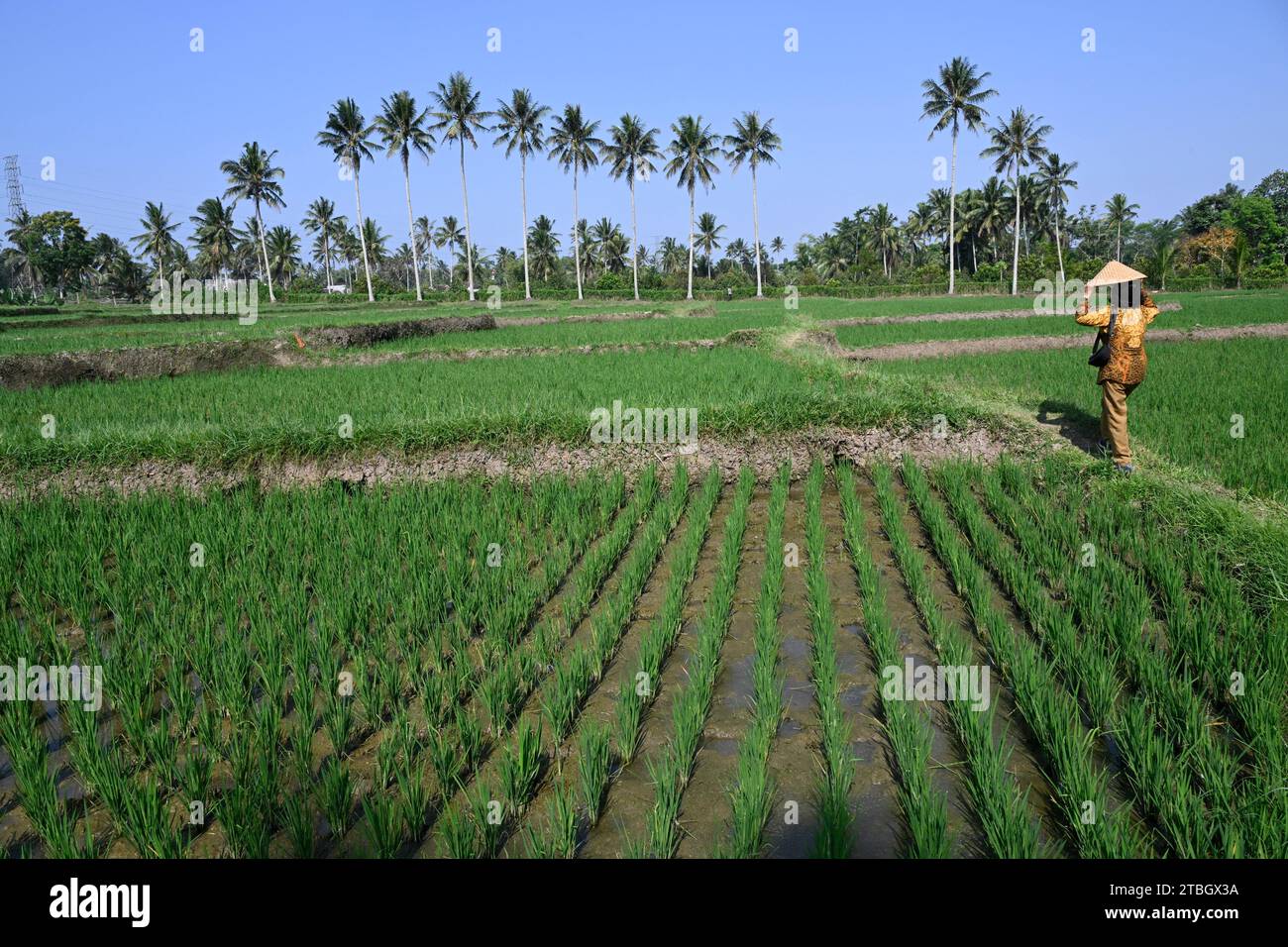 Java rice hi-res stock photography and images - Alamy