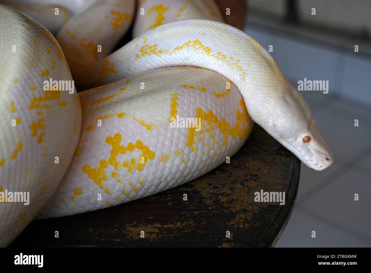 Sea snake hi-res stock photography and images - Alamy