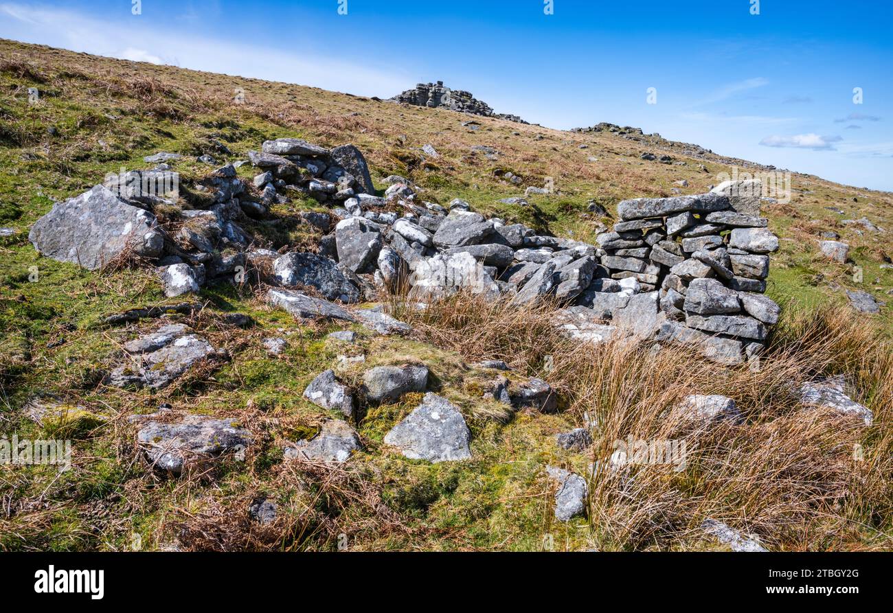 Ruined remains of a stone hut on the slope of West Mill Tor, Dartmoor ...