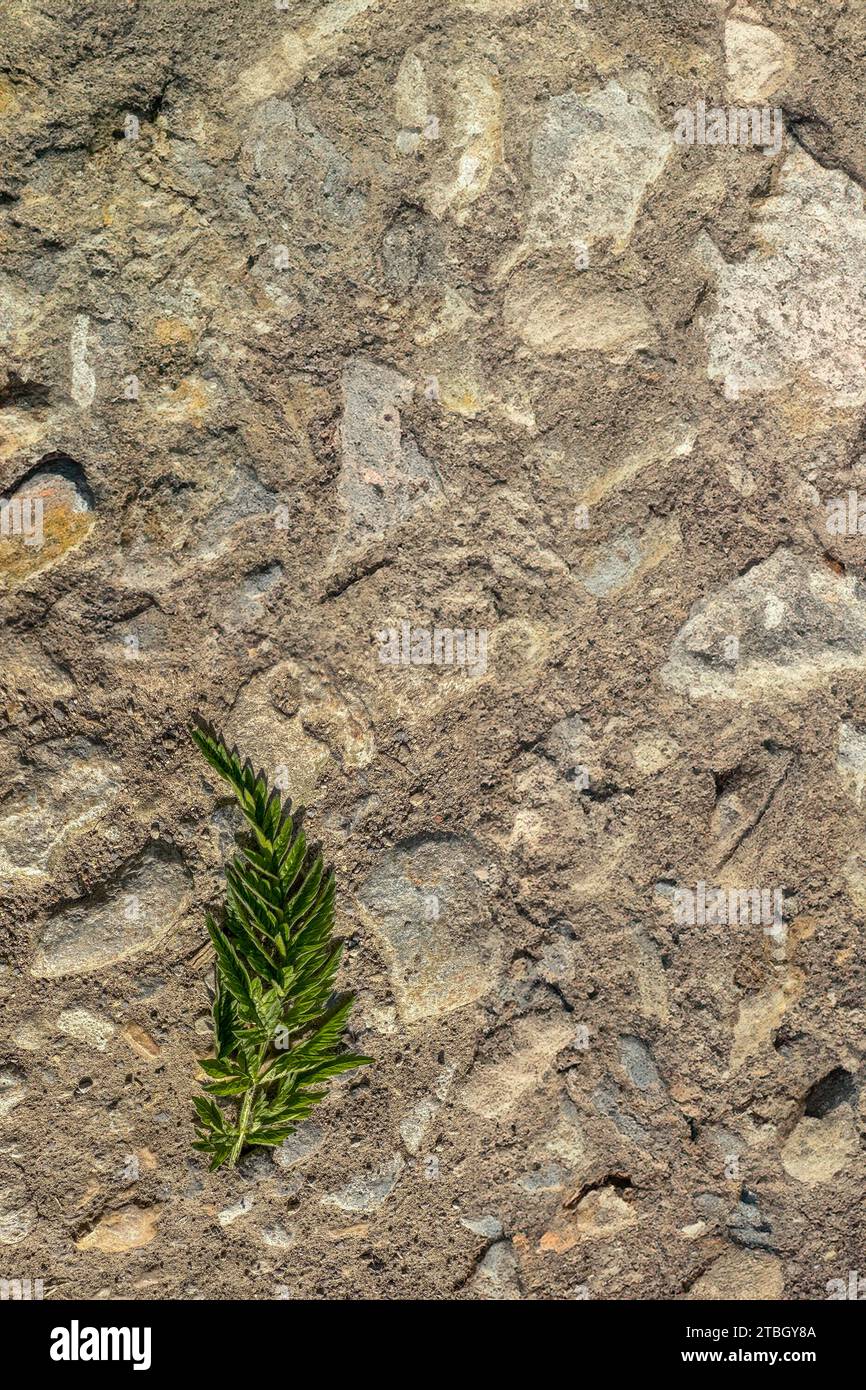 Fern leaf on stone hi-res stock photography and images - Alamy