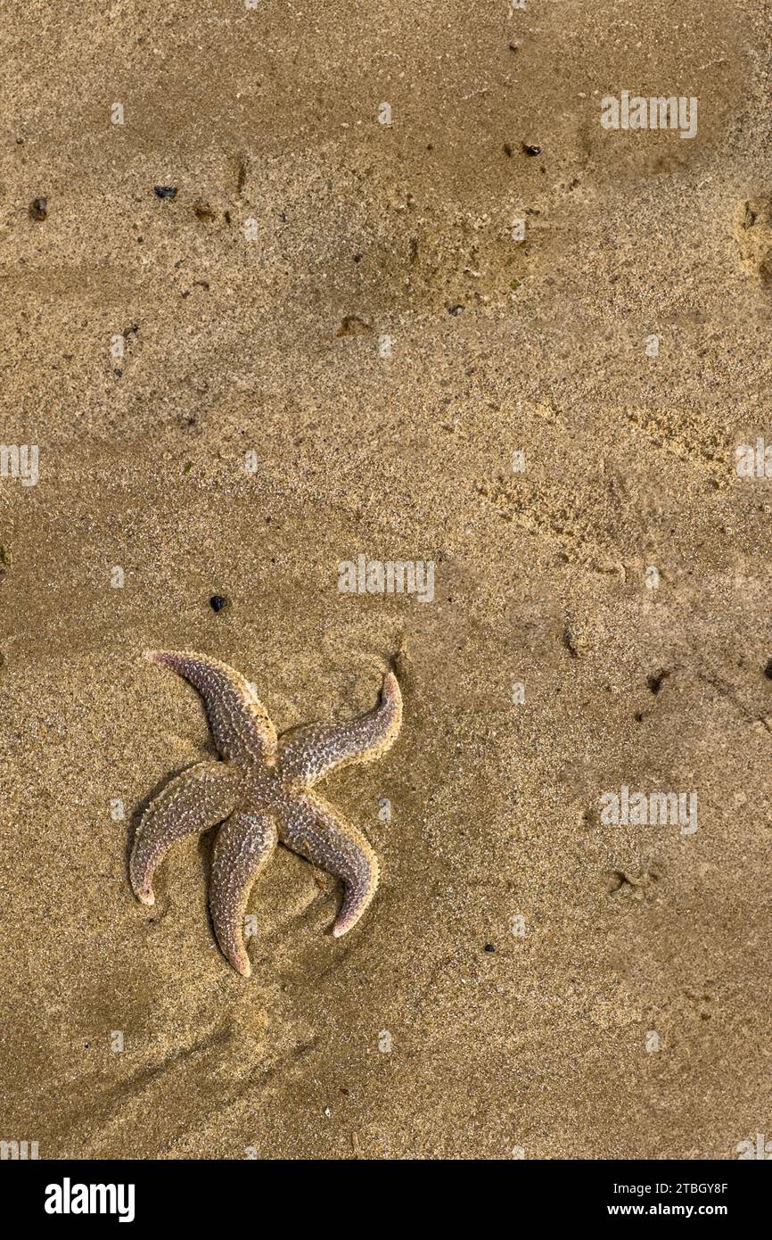 common starfish, Asterias rubens, washed up on beach at saltburn, north ...