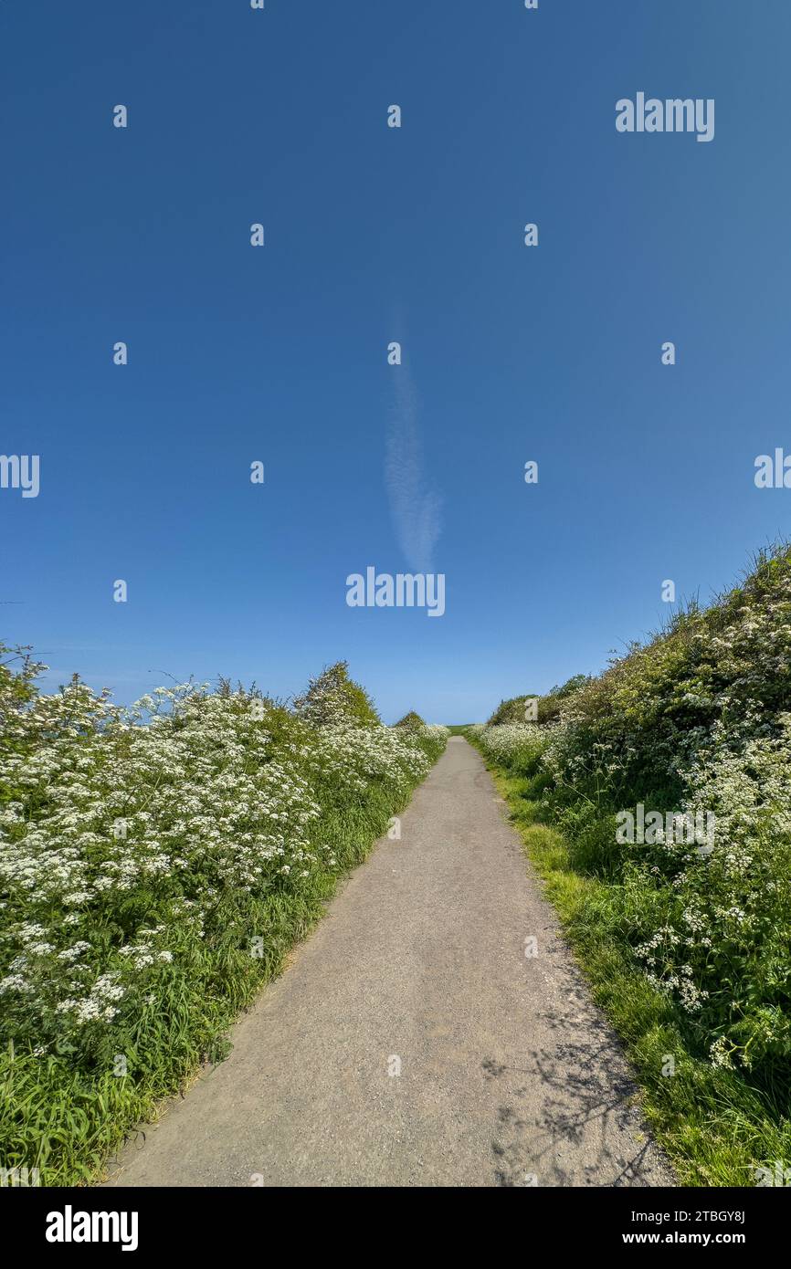 trach bordered by flowering cow parsley at marske-by-the-sea, north ...