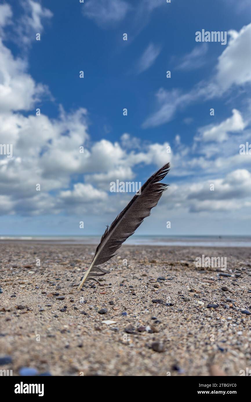 Lost seagull hi-res stock photography and images - Alamy
