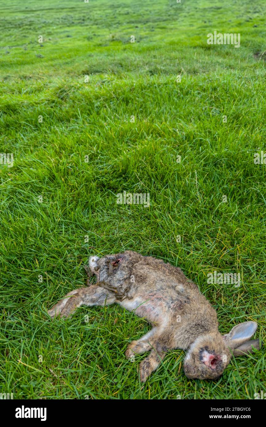 Death rabbit hi-res stock photography and images - Alamy