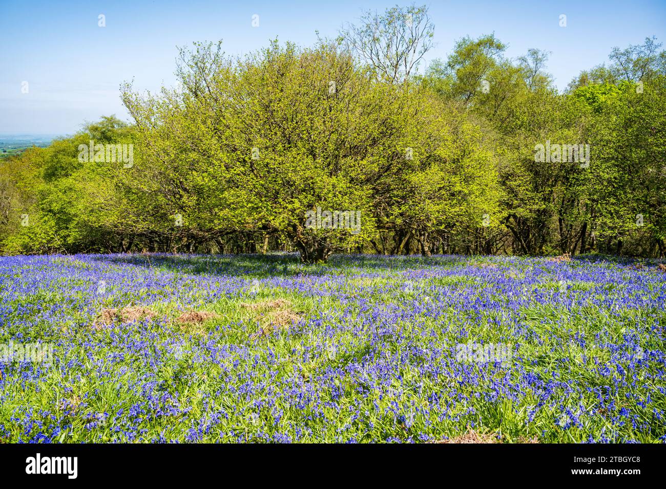 Spectacular display of Bluebells during the month of May, in Halstock ...