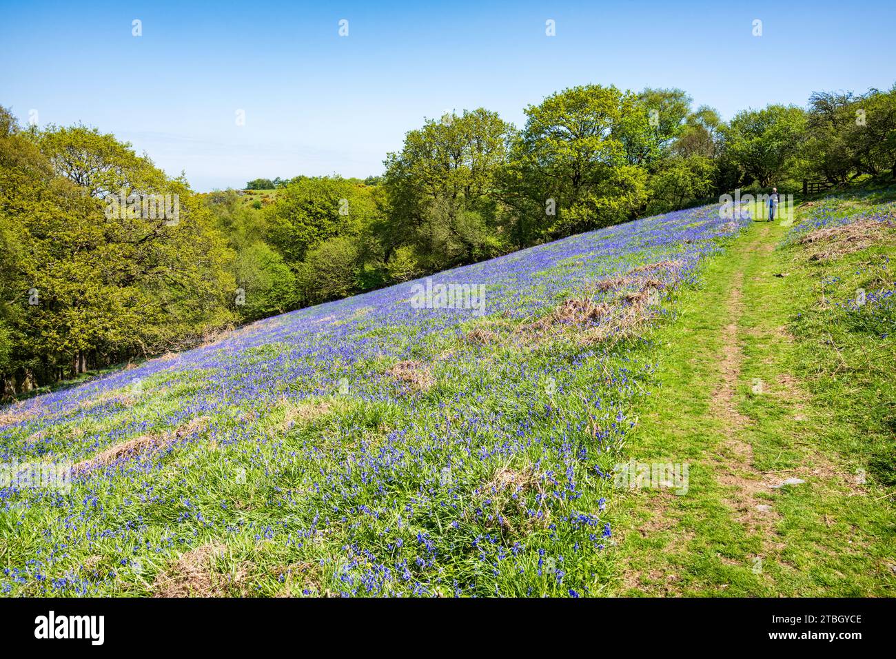 Spectacular display of Bluebells during the month of May, in Halstock ...