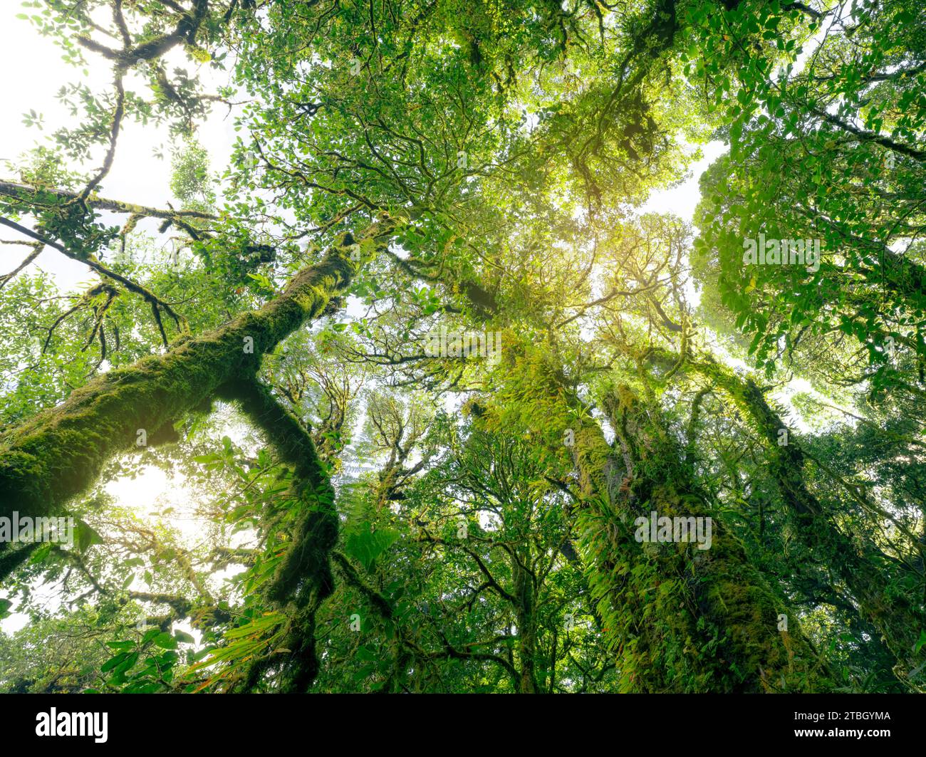 Carbon footprint management hi-res stock photography and images - Alamy