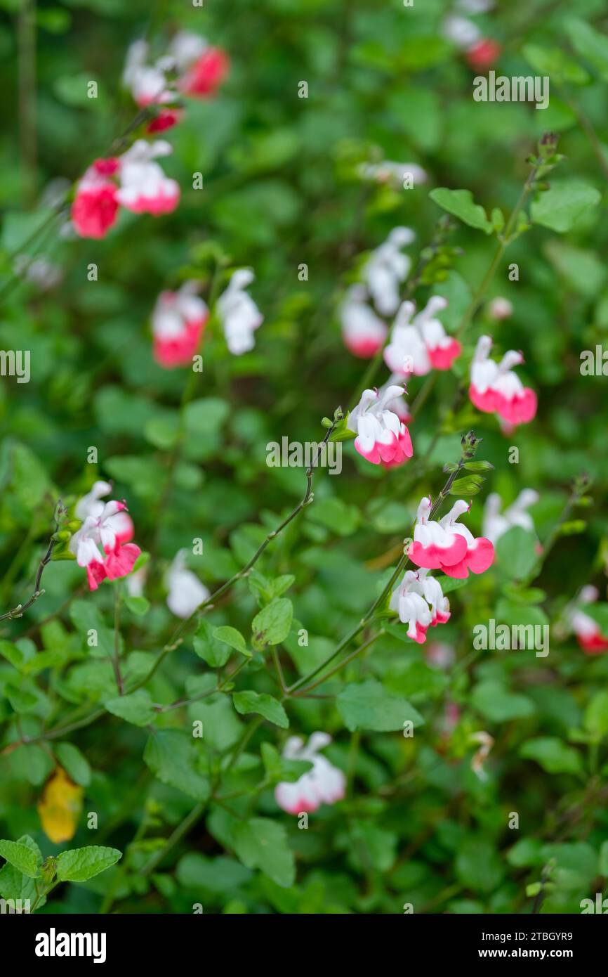 Salvia Hot Lips, sage Hot Lips, loose terminal racemes, bicolored red ...