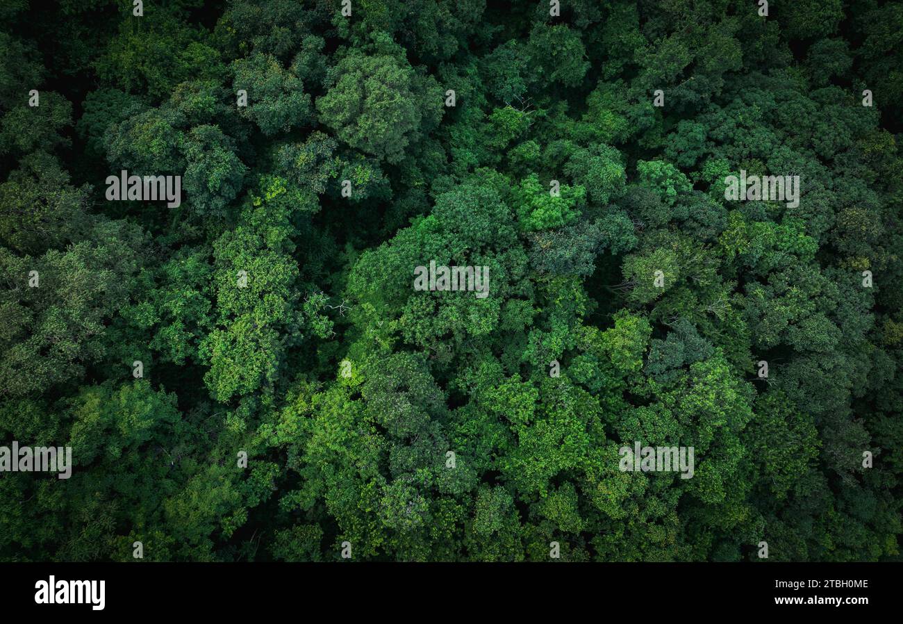 Aerial top view of green trees in forest. Drone view of dense green ...