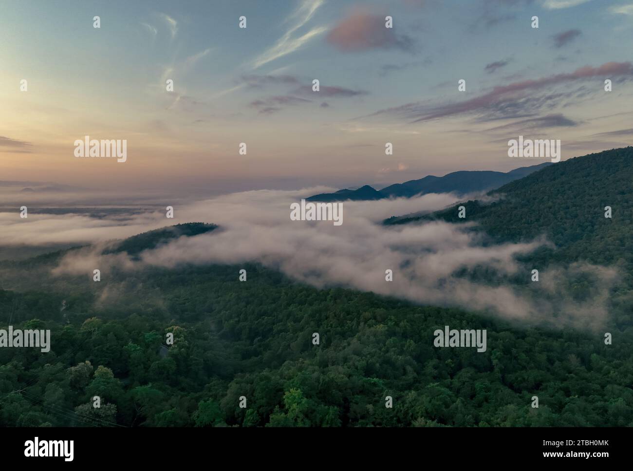Dark tree covered canopy hi-res stock photography and images - Alamy