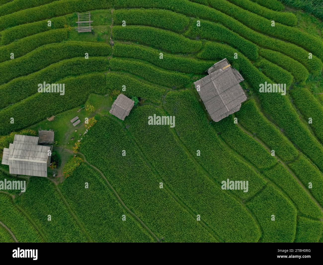 Landscape of green rice terraces amidst mountain agriculture. Travel ...