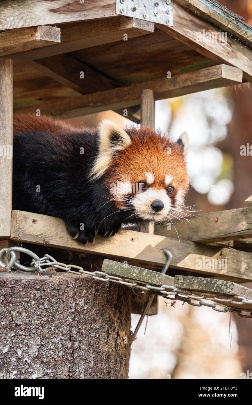 Japanese red panda hi-res stock photography and images - Alamy