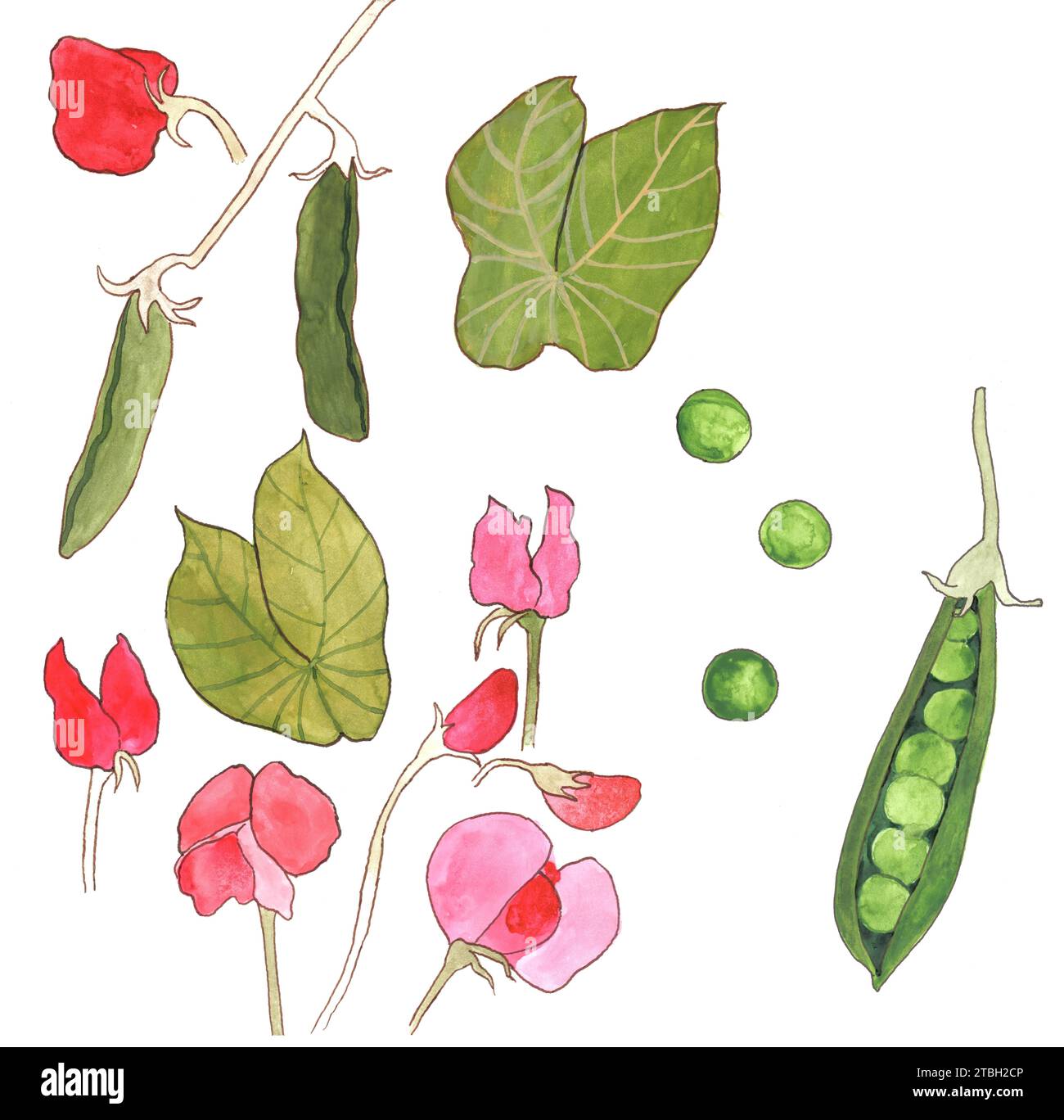 Hand drawn sweet pea set Stock Photo - Alamy