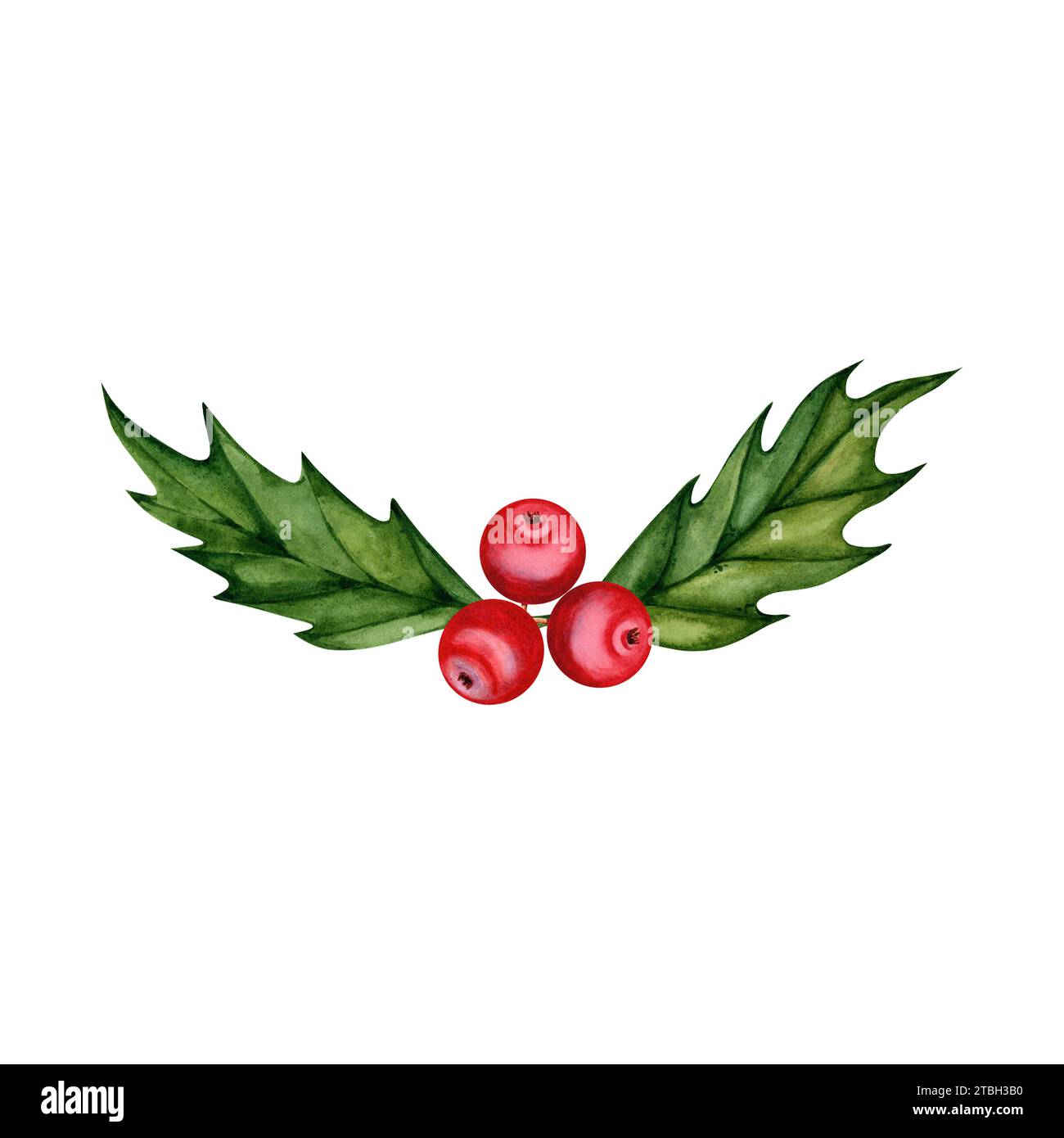 Illustration christmas holly red Cut Out Stock Images & Pictures - Alamy