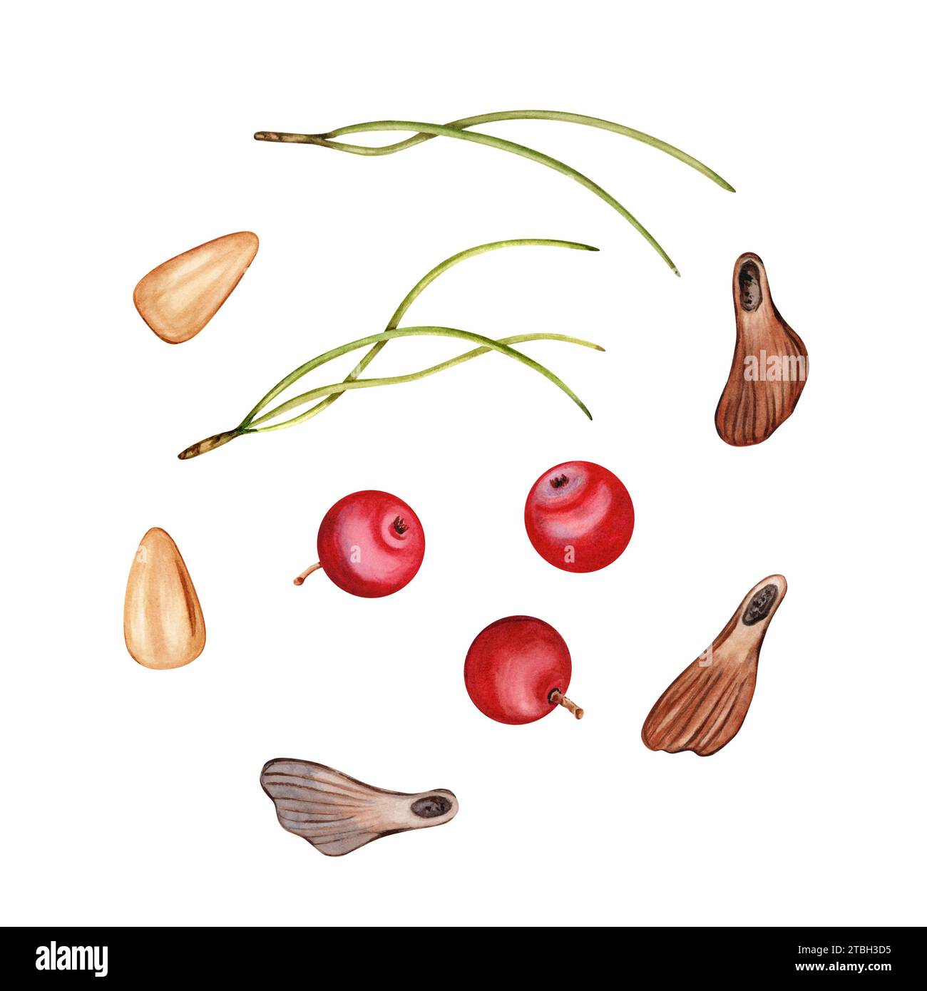 Pine nuts, red berries, pine needles and pine seeds design elements ...