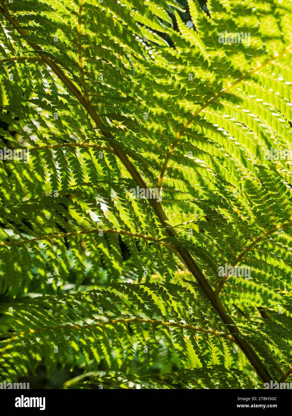 Abstract detail photograph of Fern branches backlit in the sunshine ...