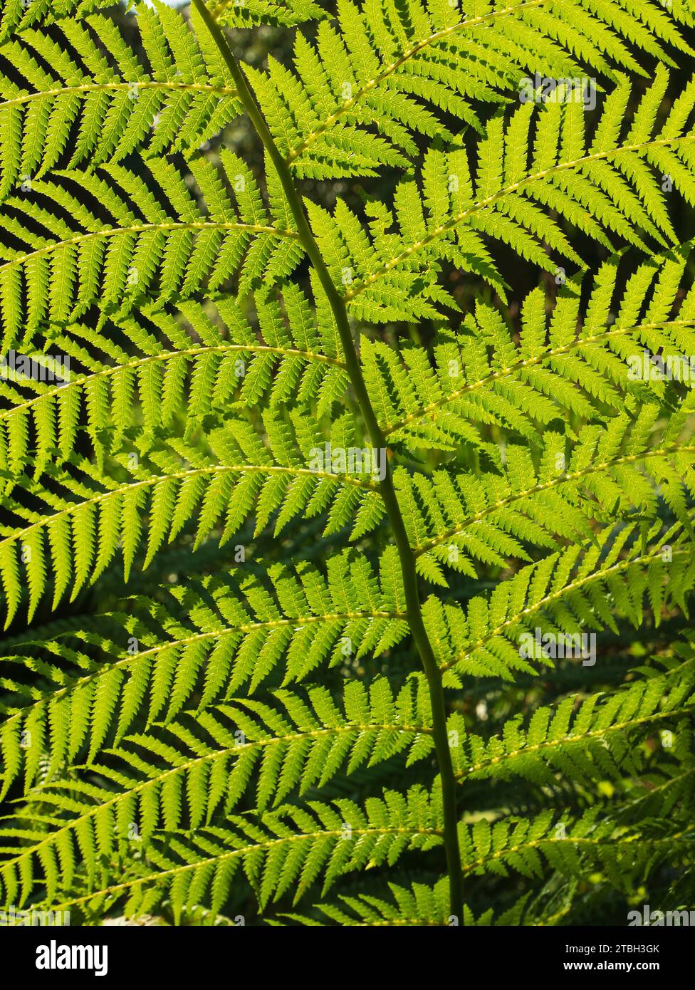 Abstract detail photograph of Fern branches backlit in the sunshine ...