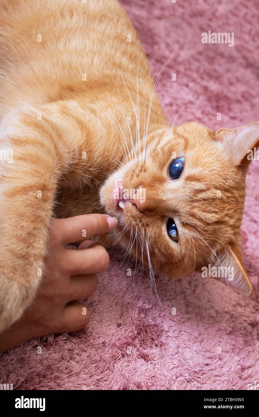 Ginger cat on carpet at home portrait close up Stock Photo - Alamy
