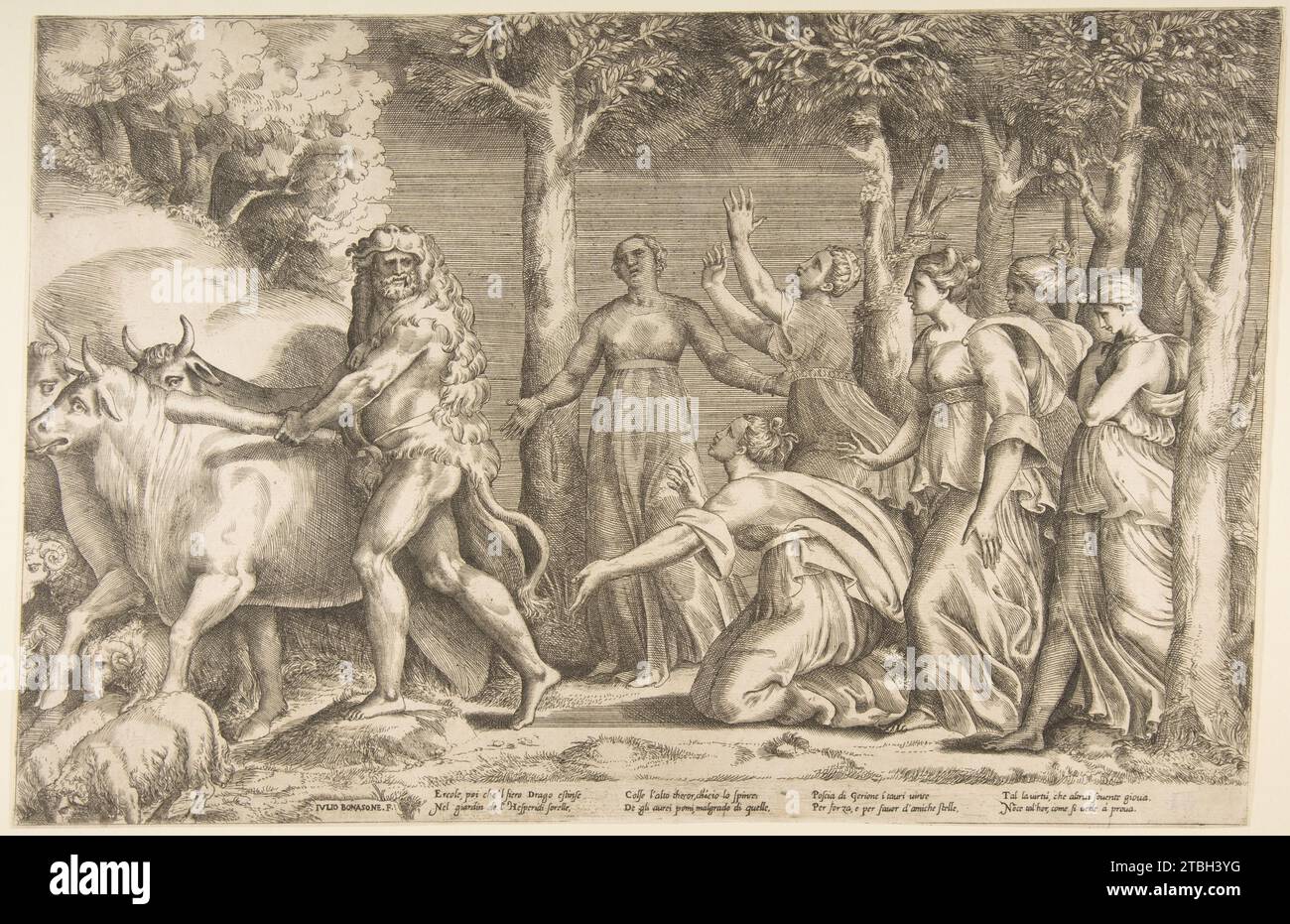 Hercules cattle hi-res stock photography and images - Alamy