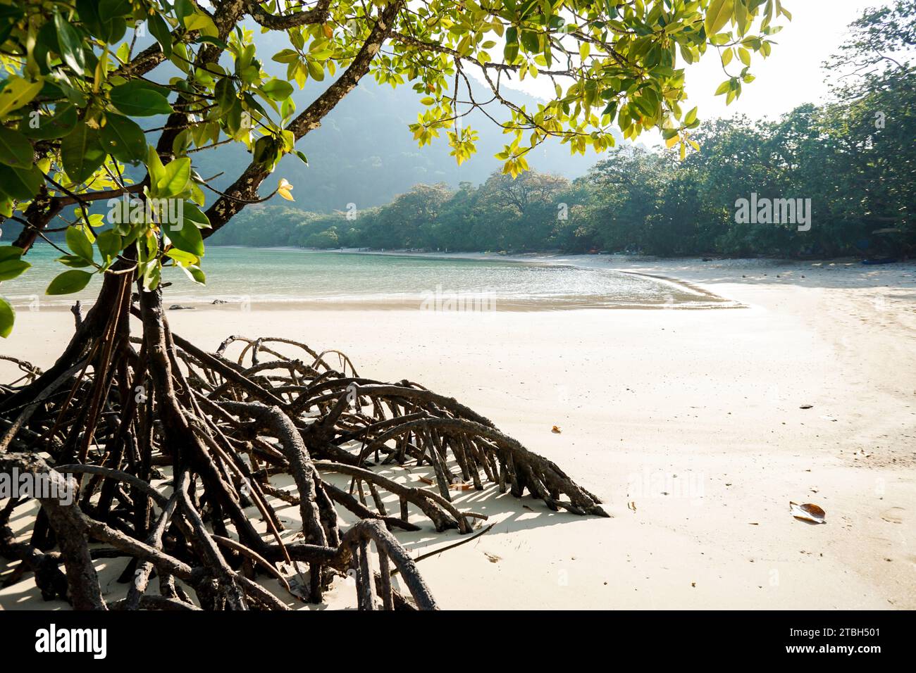 Mangrove trees grow alone on the beach. Mangrove tree in mangrove ...