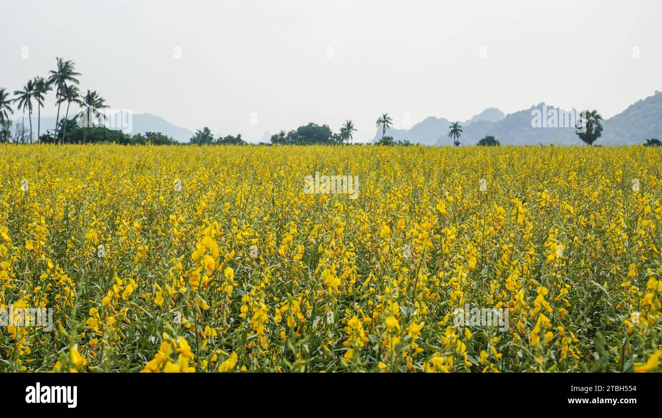 An agriculture field of crotalaria spectabilis flowers in a farm. Soft ...