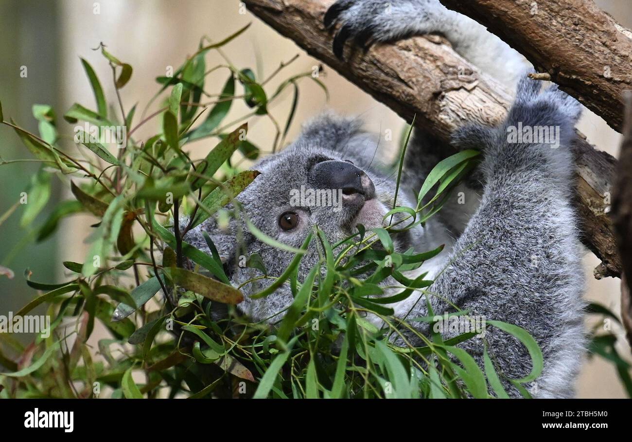 07 December 2023, Saxony, Leipzig: The female koala Erlinga climbs ...