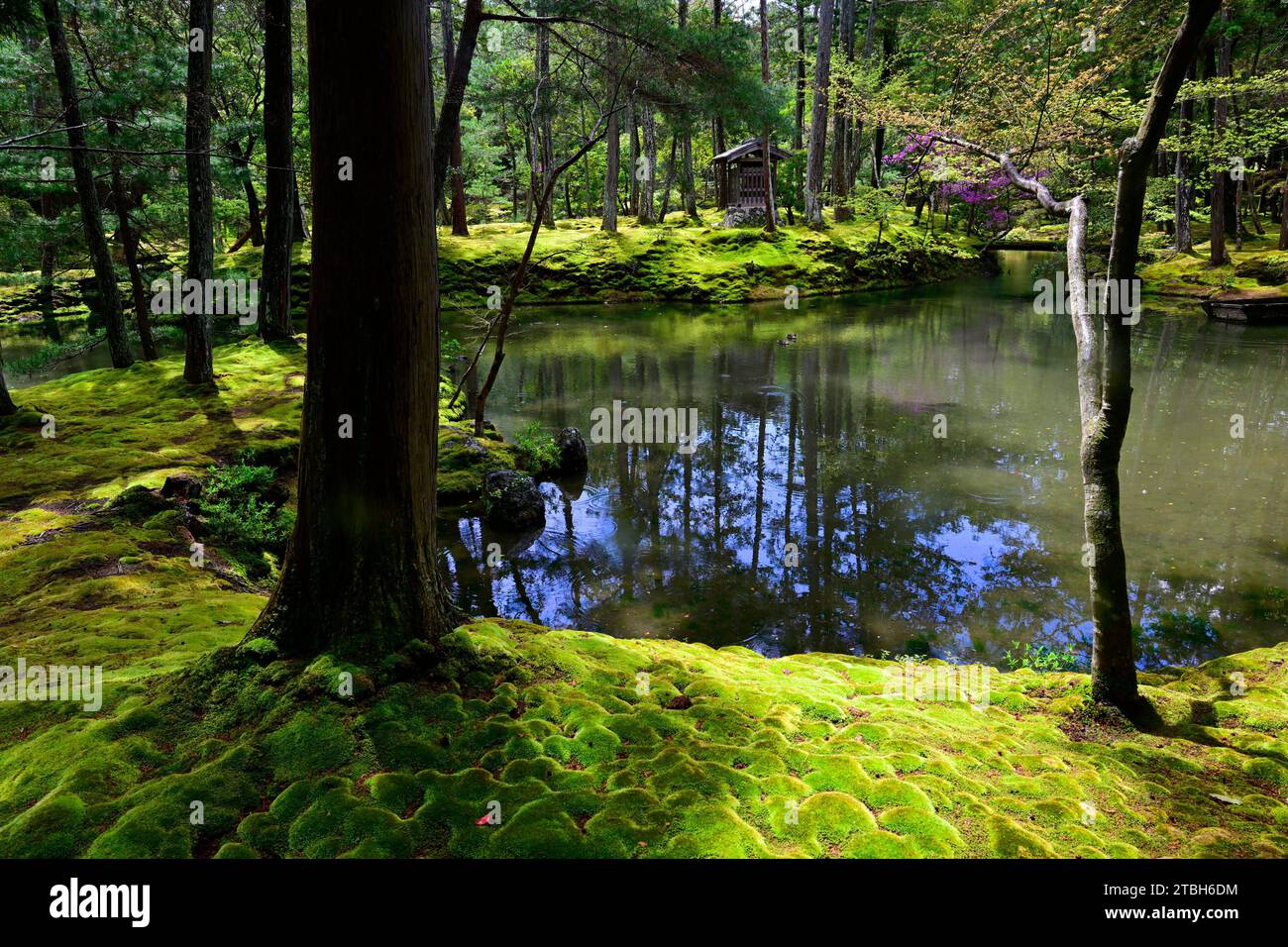 Moss travel tourism hi-res stock photography and images - Alamy
