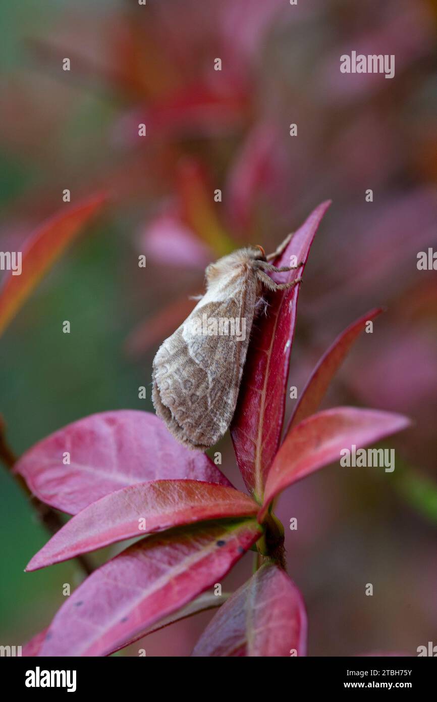Grey swift hi-res stock photography and images - Alamy