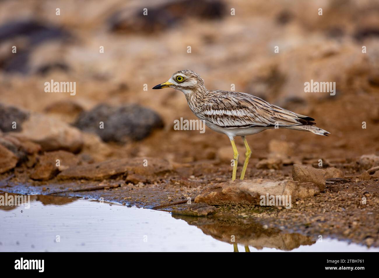 Curlew wings hi-res stock photography and images - Alamy