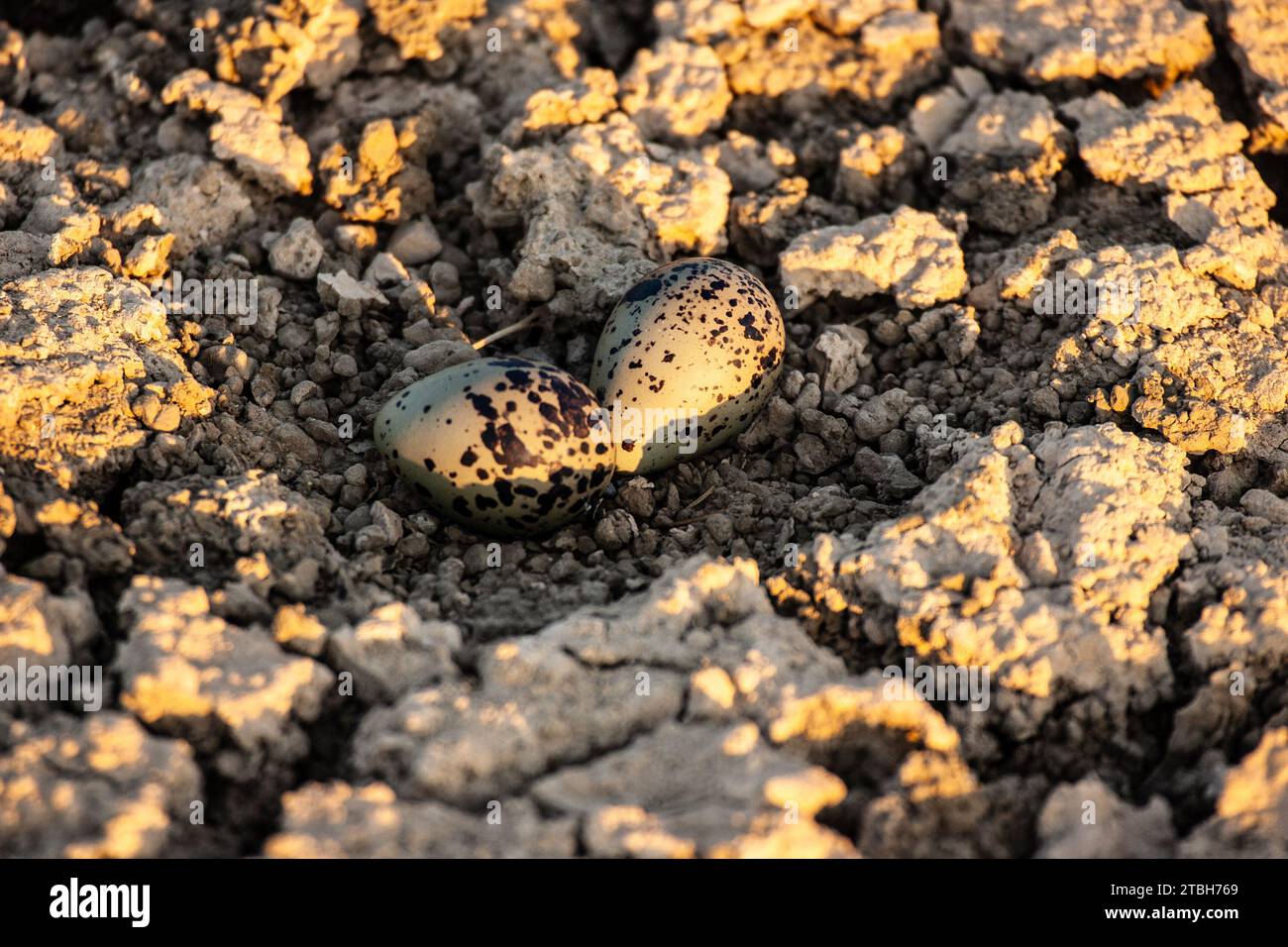 Eurasian stone curlew eggs hi-res stock photography and images - Alamy