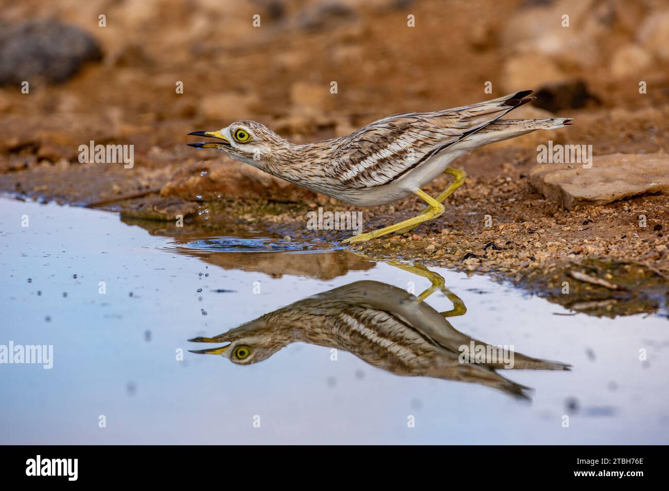 Curlew wings hi-res stock photography and images - Alamy