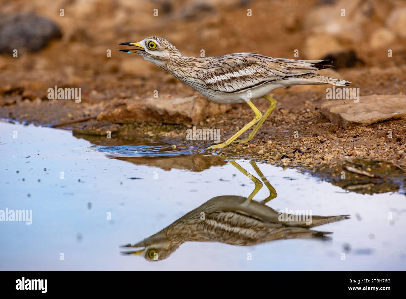 Stone curlew species hi-res stock photography and images - Alamy