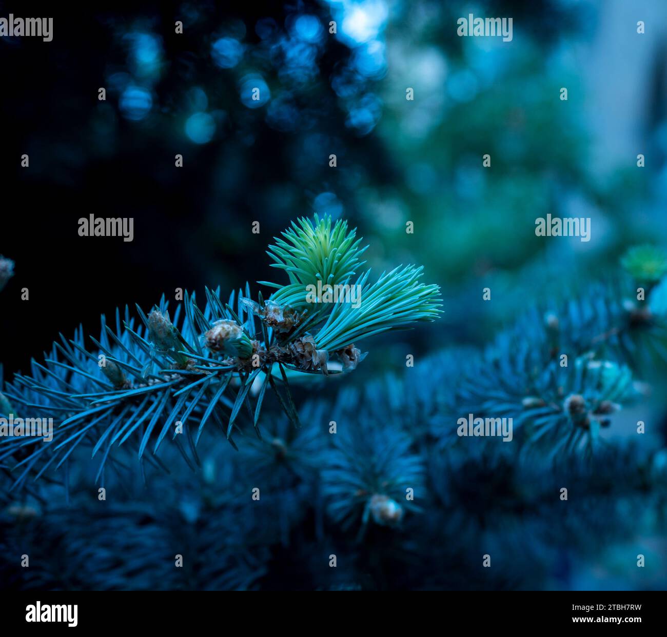 Blue fir hi-res stock photography and images - Alamy