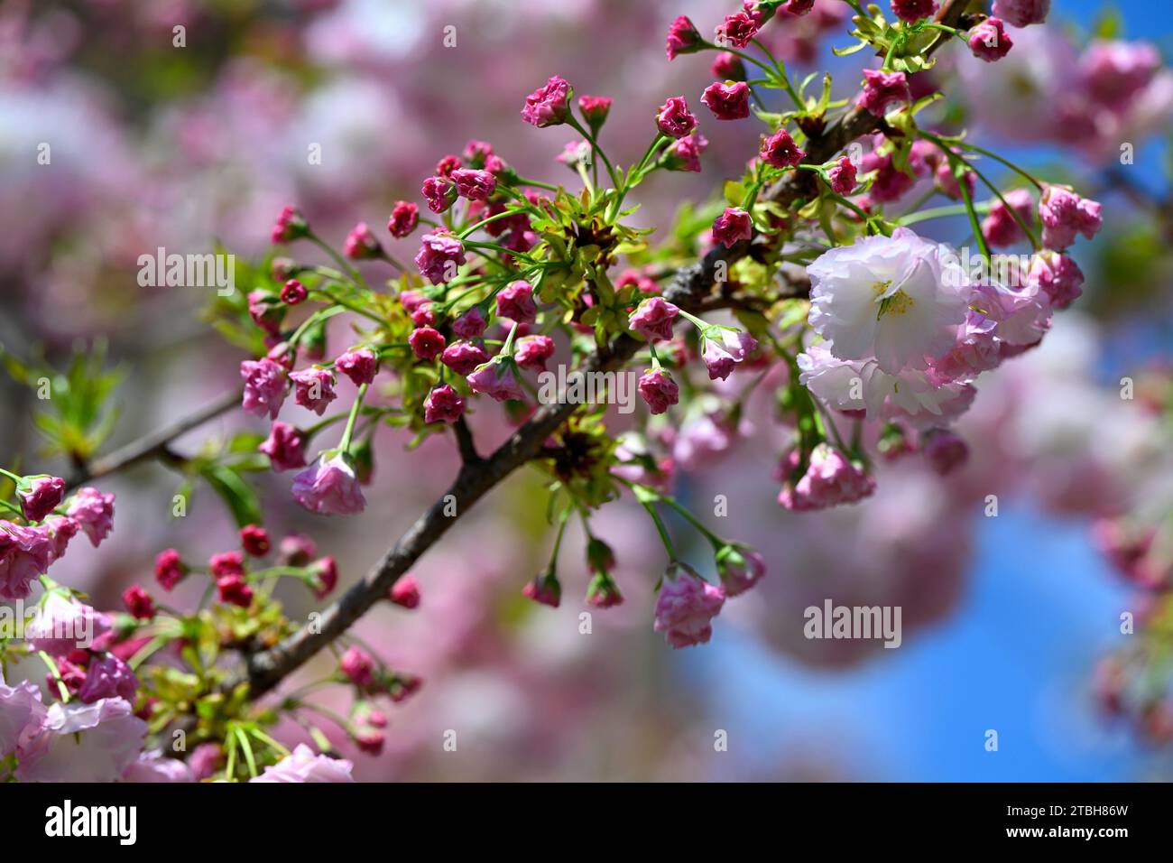 Cherry blossoms in kyoto hi-res stock photography and images - Alamy