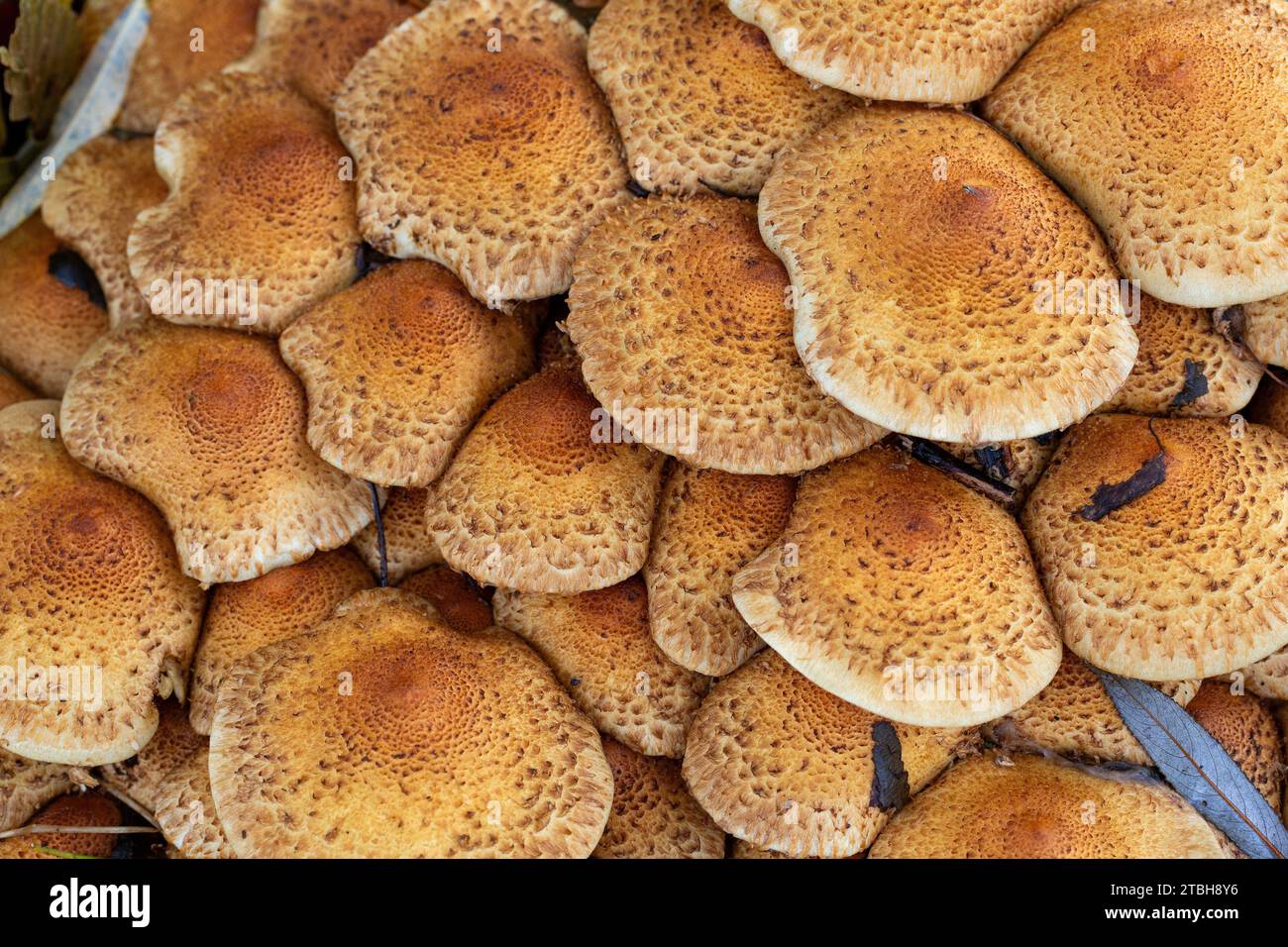 Cluster of fungus Shaggy scalycap (Pholiota squarrosa Stock Photo - Alamy