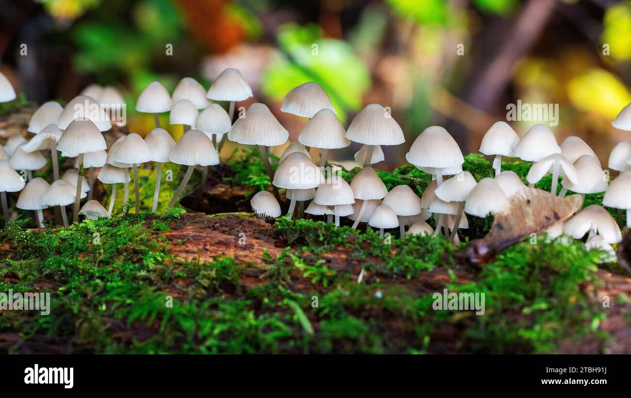 Cluster of fungus Angel's bonnet (Mycena arcangliana) on dead branch ...