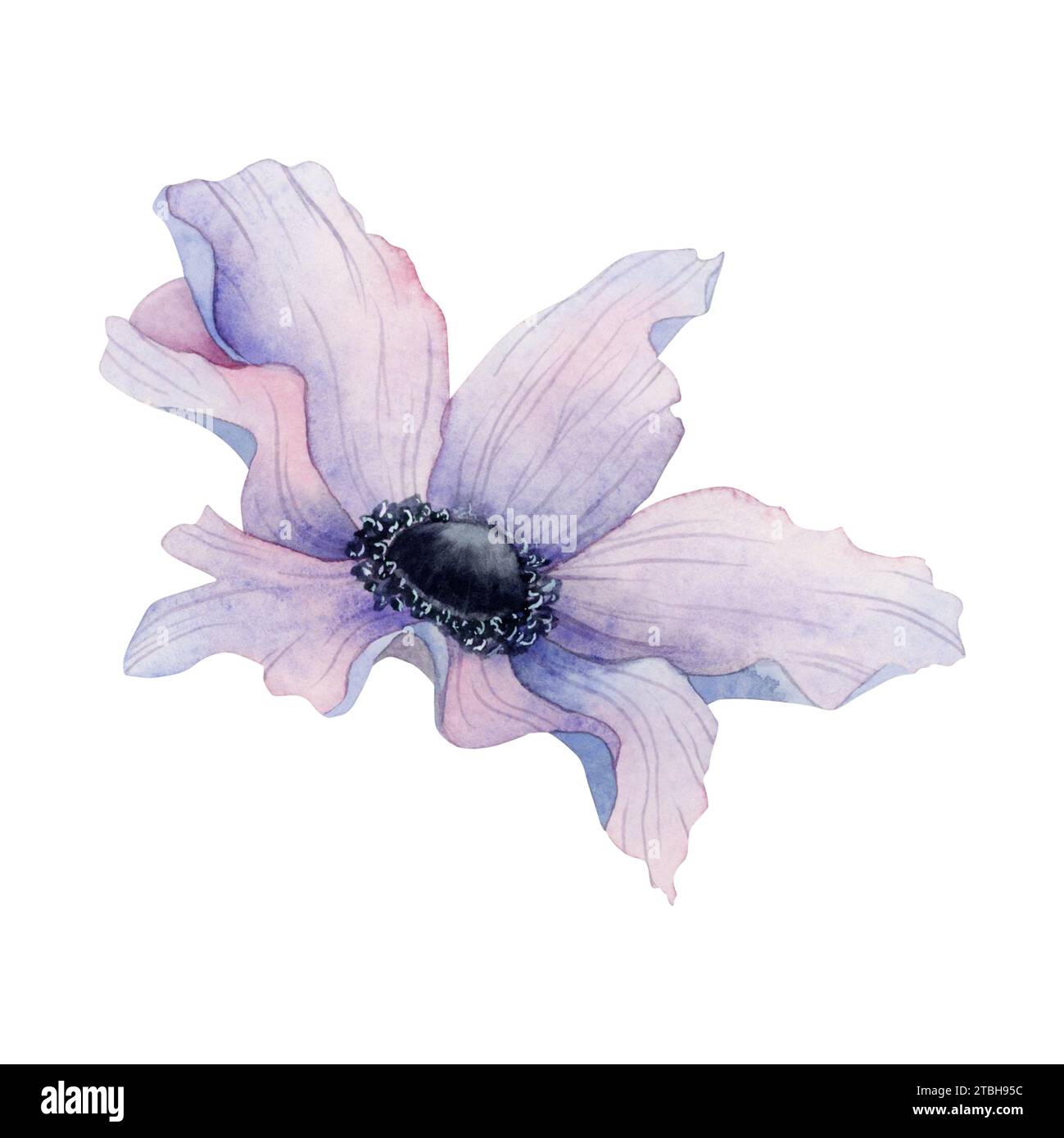 Purple anemone flower watercolor illustration. Spring botanical drawing ...