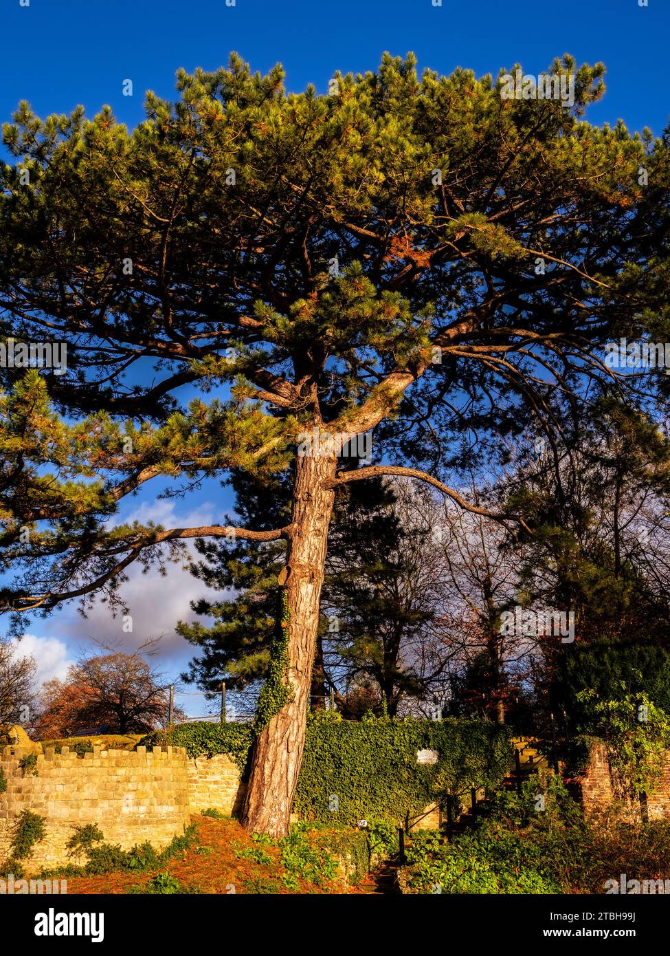 Evergreen Tree, Wallingford castle Gardens, Wallingford, Oxfordshire ...